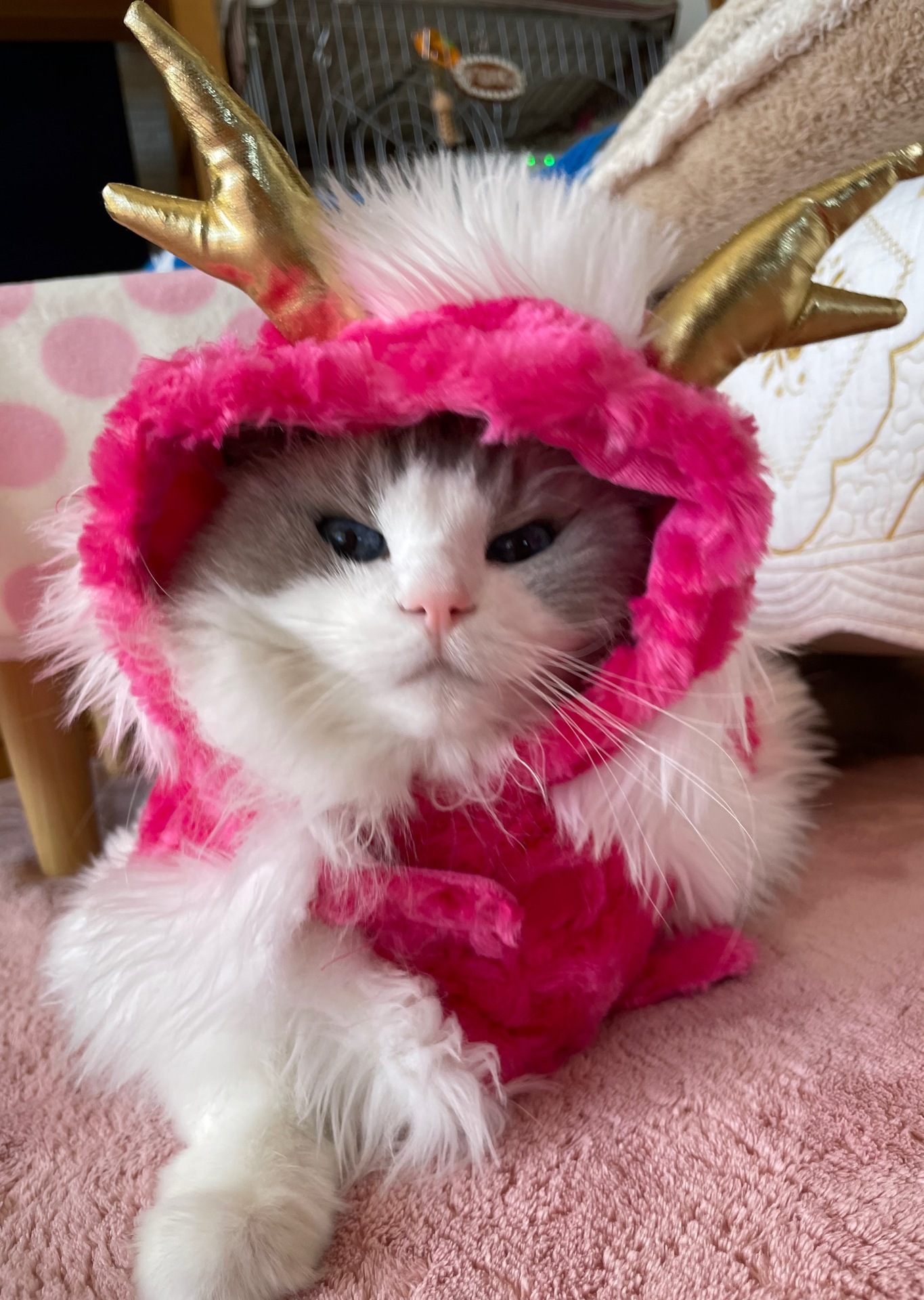 ユキ龍: ラグドールユキのころりん生活♪♪